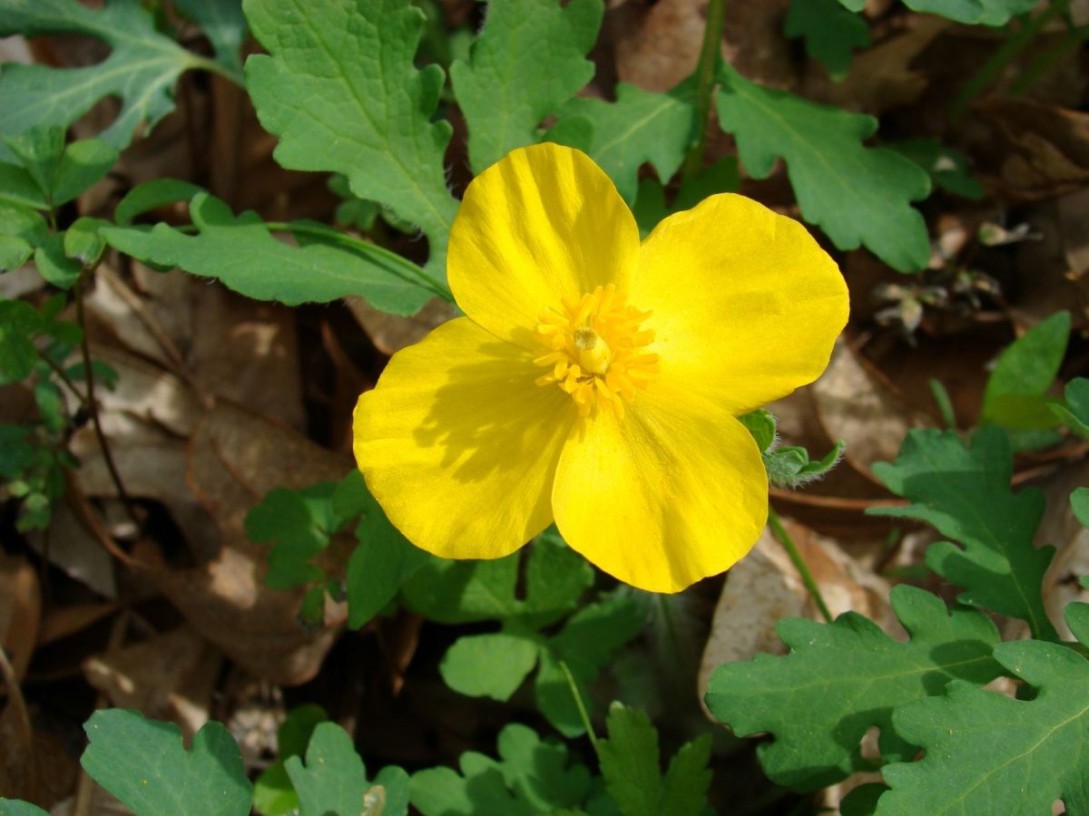 Nearly 400 acres of Parke County now protected forever - Central ...