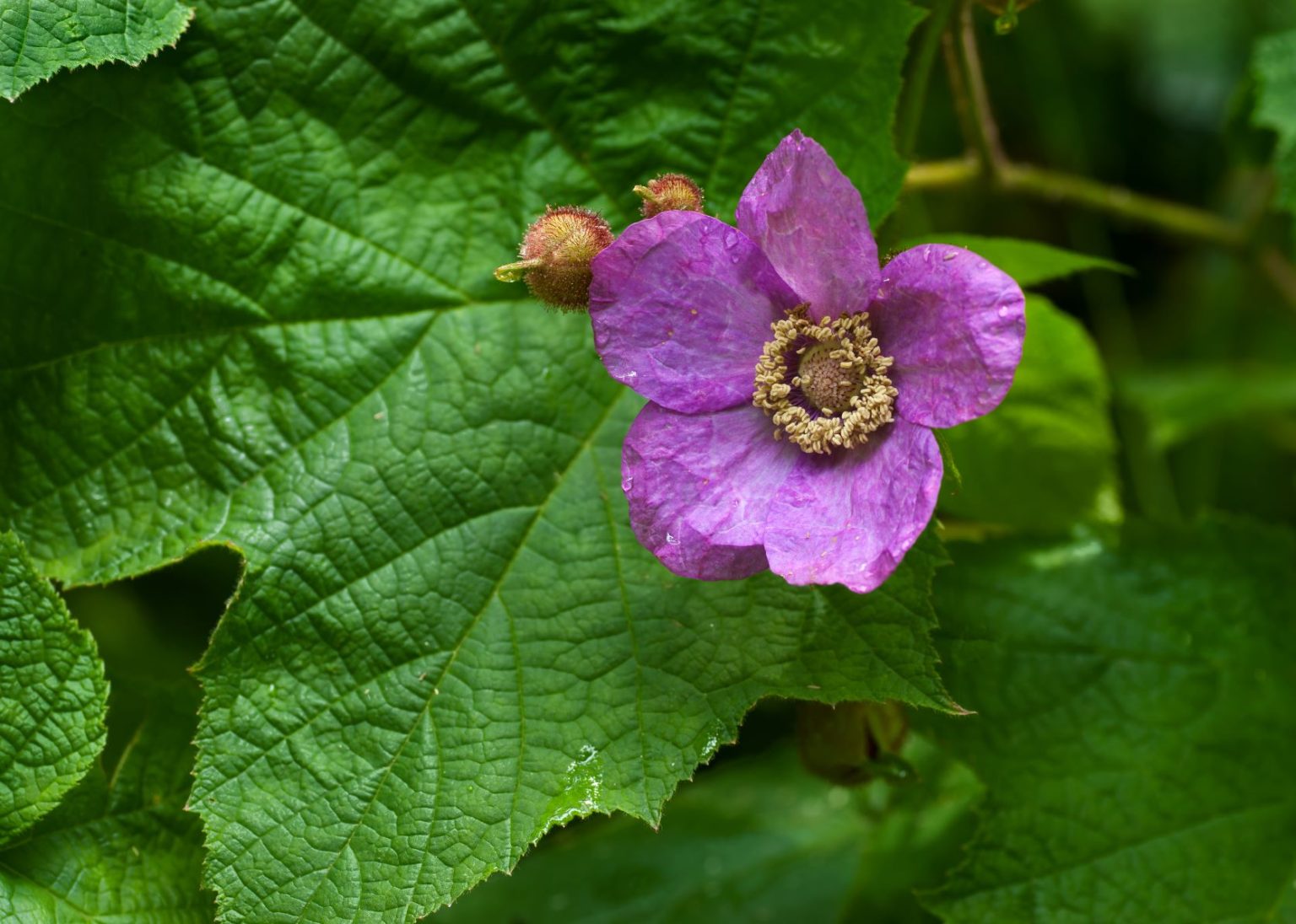Purple-Flowering Raspberry_Adobe (2) Blue Bluff web res | Central ...