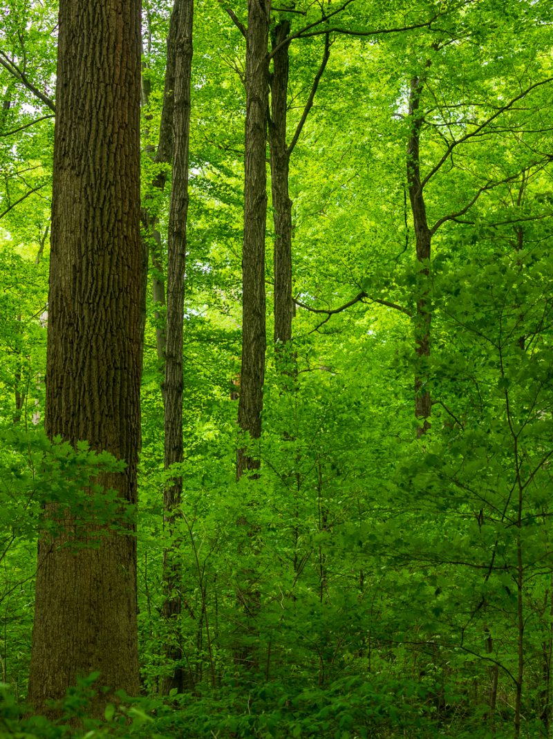 What is an Old Growth Forest? - Central Indiana Land Trust