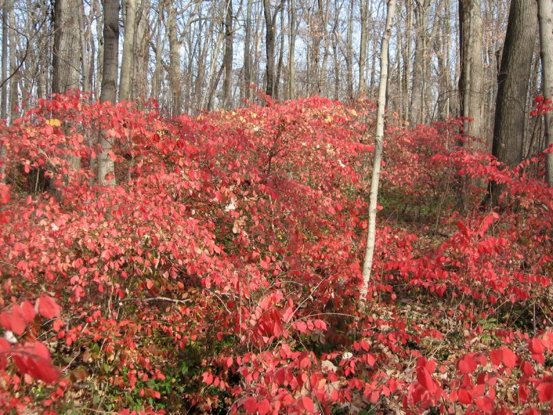 Burning Bush: A Hardwood Forest’s Enemy - Central Indiana Land Trust