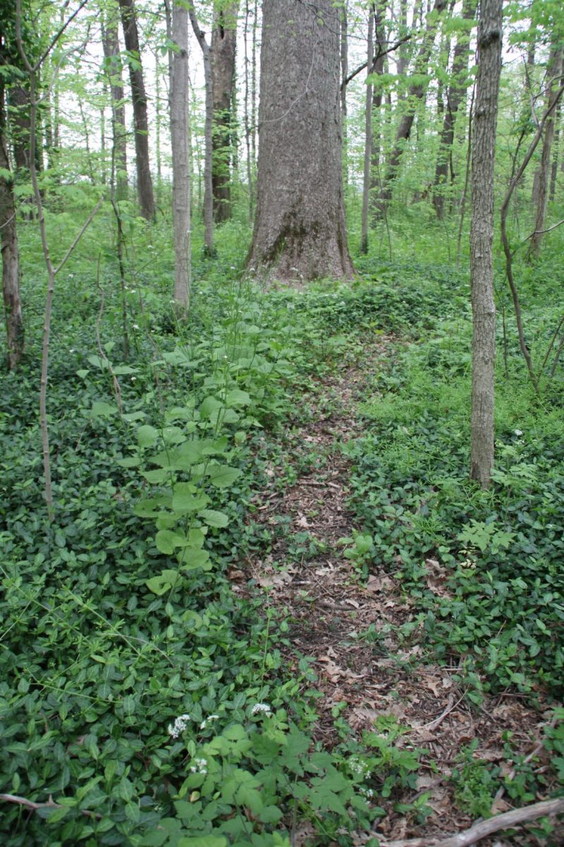 Land Trust seeks help to stop spread of invasive species - Central ...
