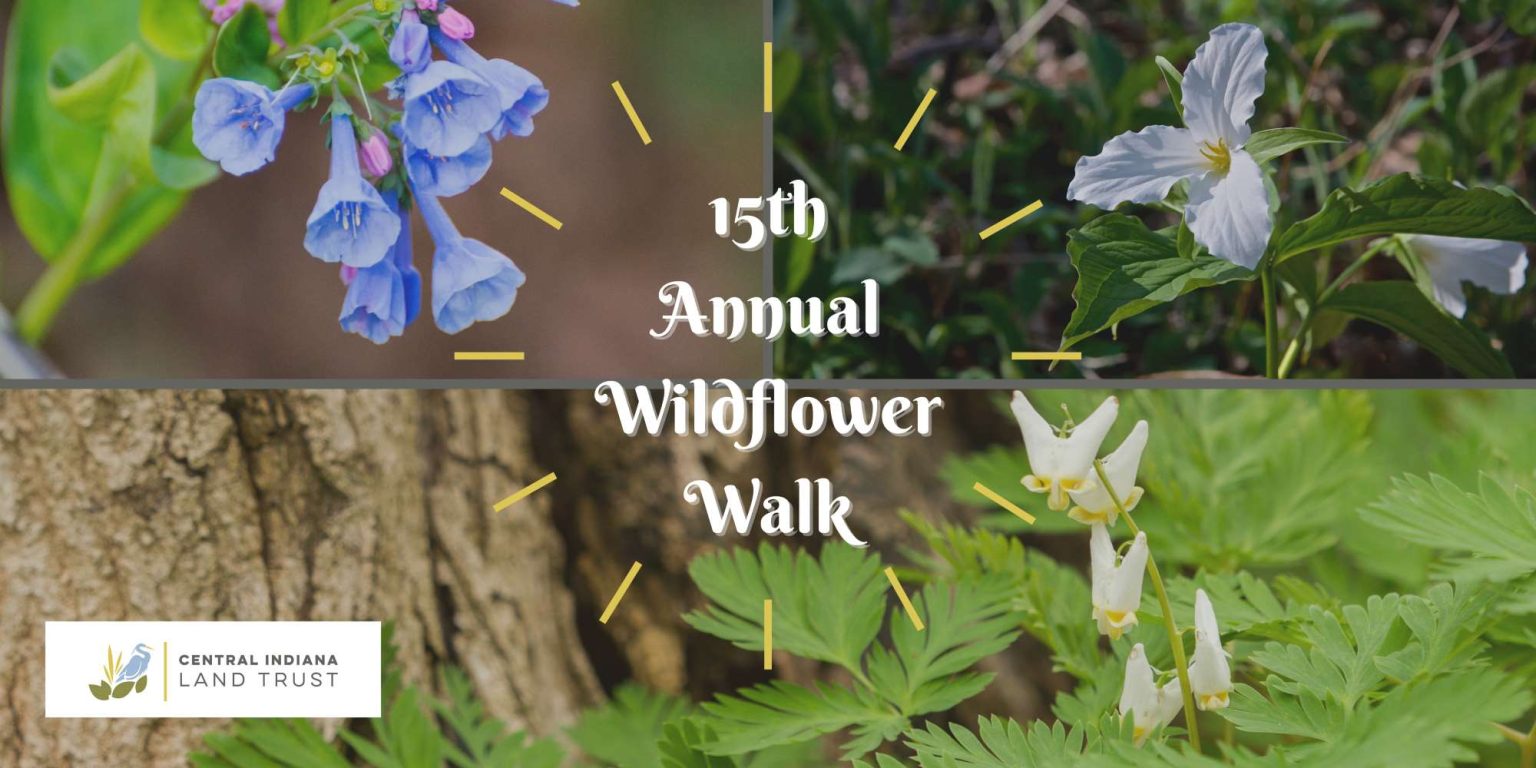 15th Annual Spring Wildflower Walk at Burnett Woods - Central Indiana ...
