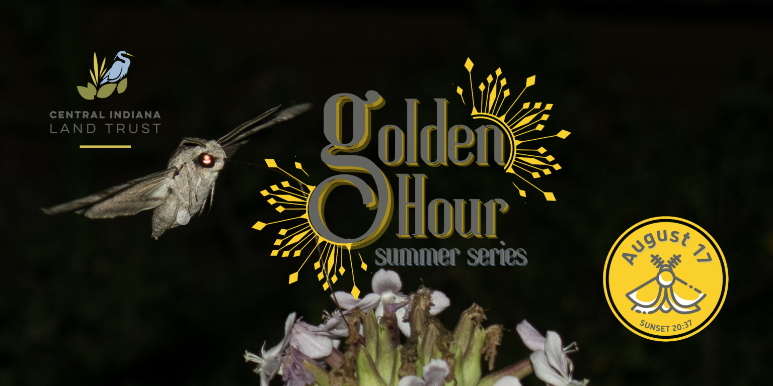 Welcome to the Dark Side: Mothing in Indiana with Jeanette Jaskula ...