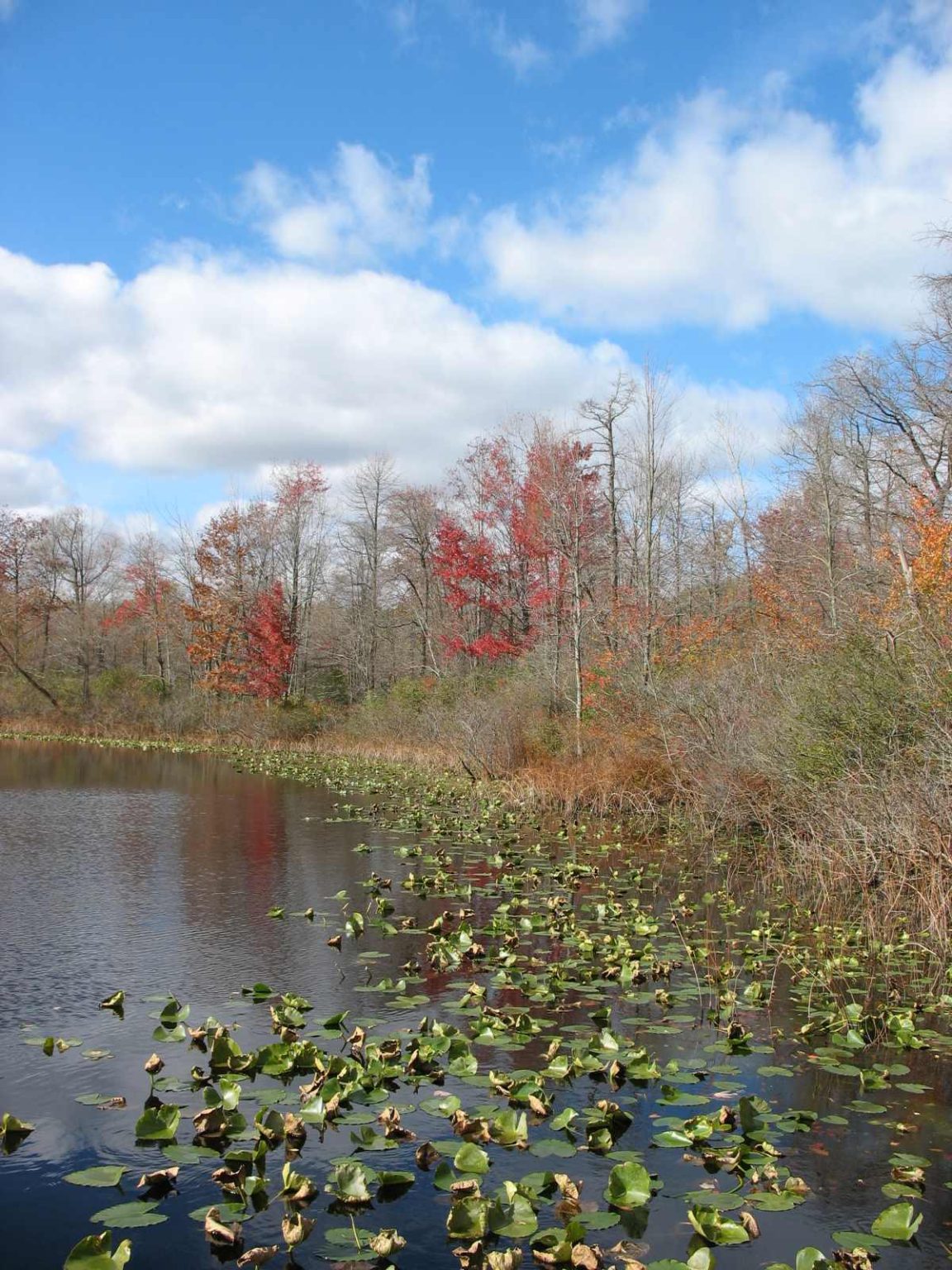 A Look at Indiana’s Wetland Preserves - Central Indiana Land Trust