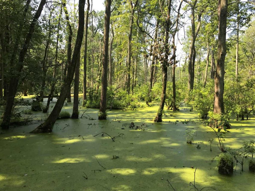 A Look at Indiana’s Wetland Preserves - Central Indiana Land Trust