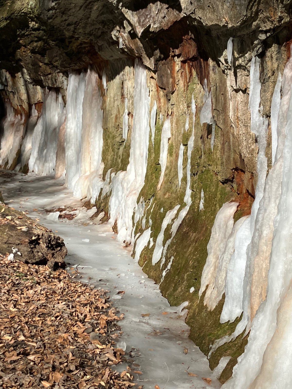 Laura Hare Preserve at Blossom Hollow - Central Indiana Land Trust