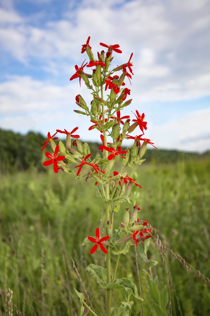 Laura Hare Preserve at Blossom Hollow - Central Indiana Land Trust