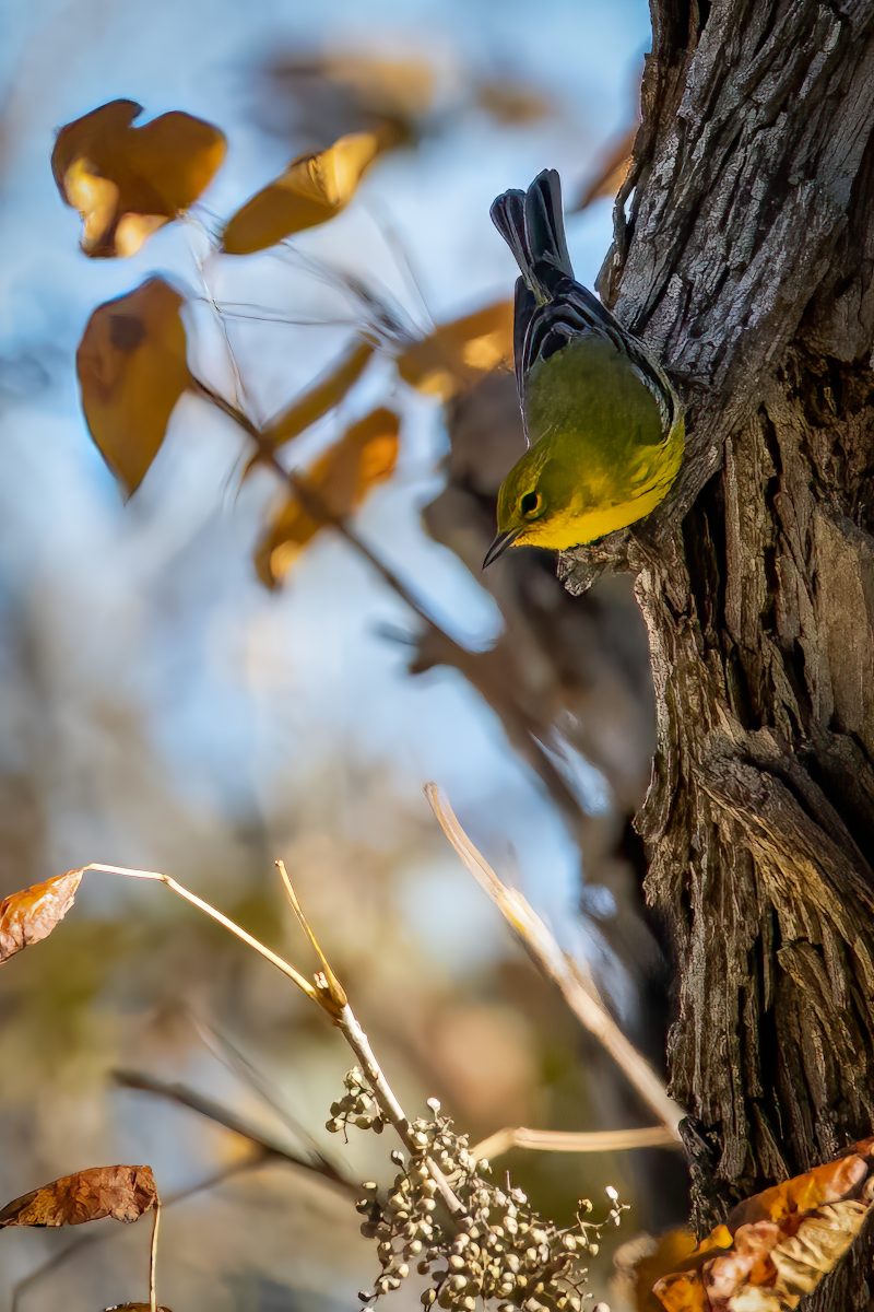 Laura Hare Preserve at Blossom Hollow - Central Indiana Land Trust