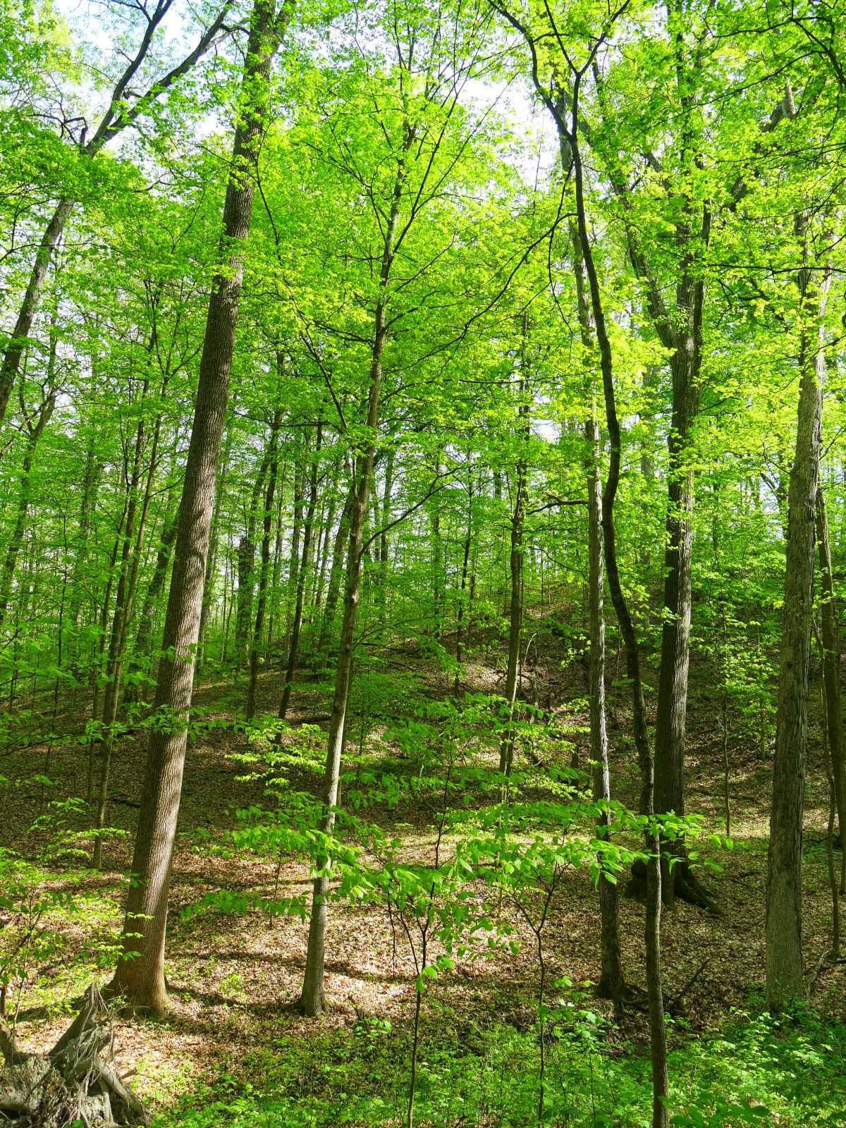 Laura Hare Preserve at Turtle Bend - Central Indiana Land Trust