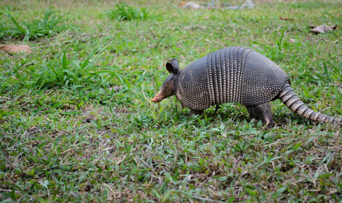 Armadillos: Harmless curiosities or the next emerald ash borer ...