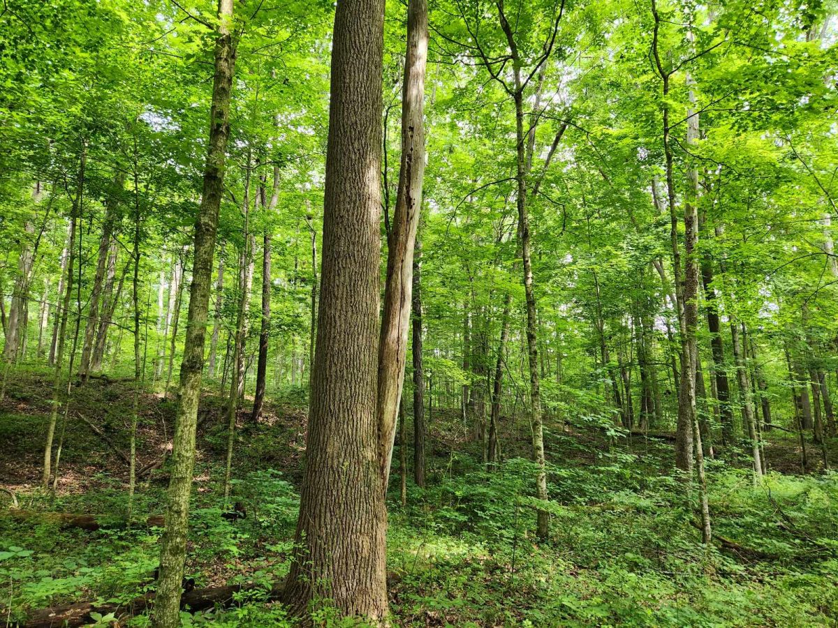 Fern Station Renamed to Honor Efroymson Family - Central Indiana Land Trust